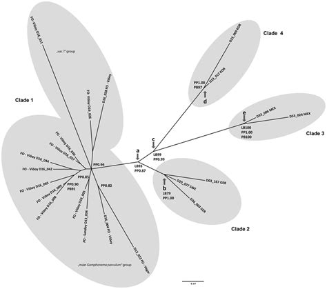 Strict Consensus Tree Of The Ml Analysis Of The Combined Dataset Download Scientific Diagram