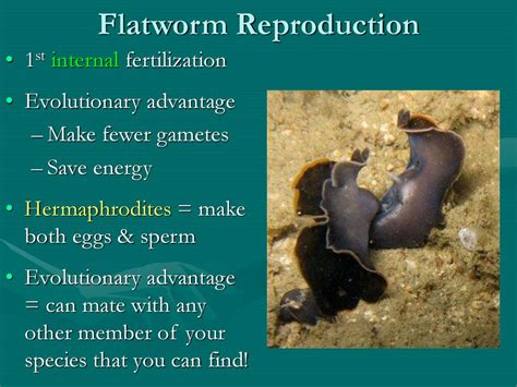 Flatworm Reproduction Planarian Anatomy And Facts Britannica