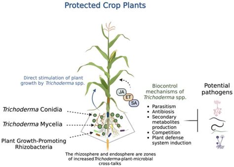 Trichoderma Species Our Best Fungal Allies In The Biocontrol Of Plant Diseases—a Review Pmc