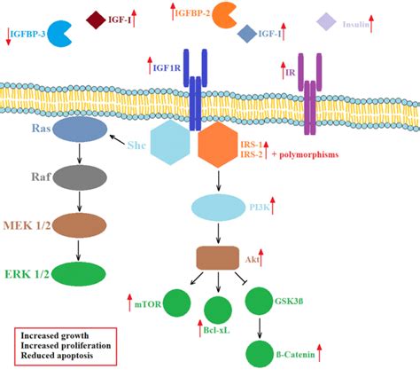 Schematic Presentation Of Igf1r Ir Dependent Cell Signaling Pathways Download Scientific