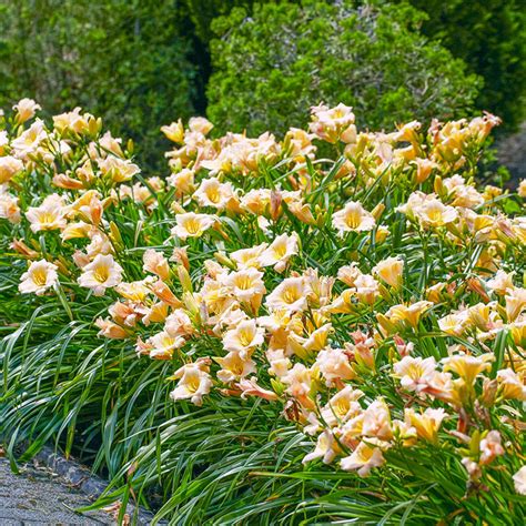 Mini Pearl Reblooming Dwarf Daylily Shop Online Brecks