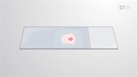 Video Frozen Mouse Brain Tissue Sectioning A Procedure To Obtain Thin Frozen Tissue Sections