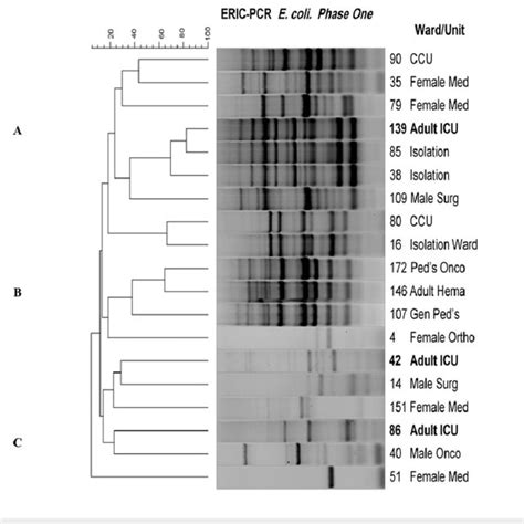dendrogram showing the cluster analysis based on eric pcr download