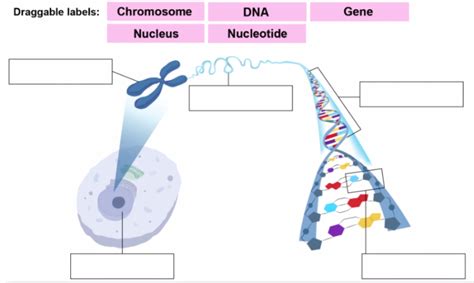 Ib Myp Biology Evolution Dna And Genetics Practice Question