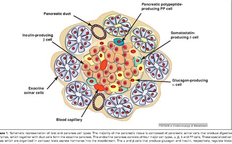 Figure 1 From Making β Cells From Adult Tissues Semantic Scholar