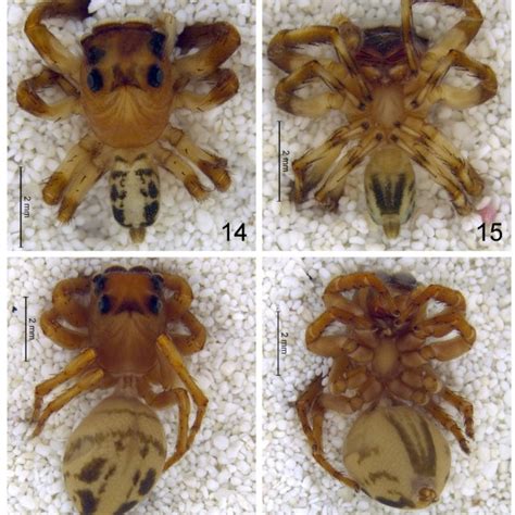 Mago Pardo Sp Nov 14 Male Holotype Dorsal View 15 Same Ventral