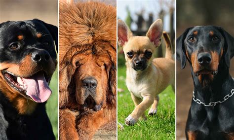 The 10 Best Breeds Of Guard Dog