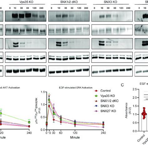 Retromer Vps35 And Snxs Depletion Altered The Kinetics Of Download Scientific Diagram