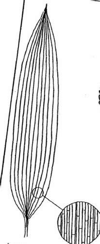 Morphology Leaf Veination Flashcards Quizlet