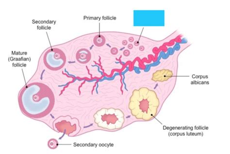 Ovary Quiz Flashcards Quizlet