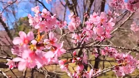 ห้ามพลาด เช็กอิน ภูลมโล ชมดอกนางพญาเสือโคร่งซากุระเมืองไทยพื้นที่ 2 000 ไร่