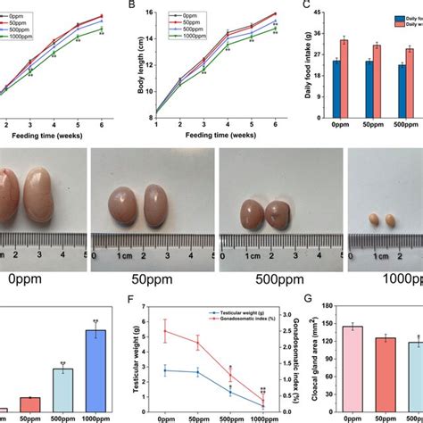 Schematic Diagram Of Testosterone Synthesis Pathway In The Testis Of Download Scientific
