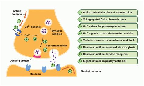 Chemical Synapse Steps