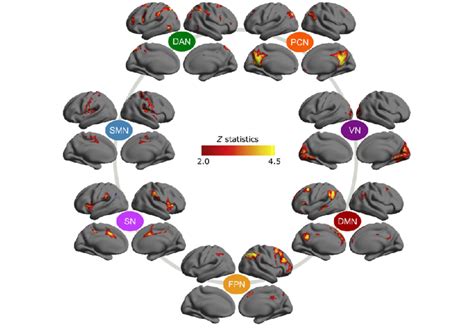 Template Maps Of 7 Common Icns Spatial Maps Showing The 7 Common Icns