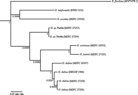 bayesian inference phylogram based on partial sequences of the