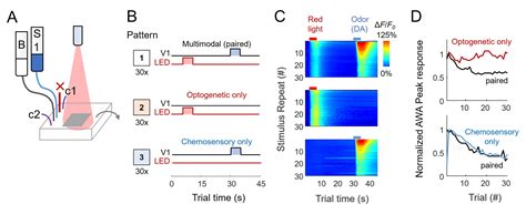 Automated Multimodal Stimulation And Simultaneous Neuronal Recording