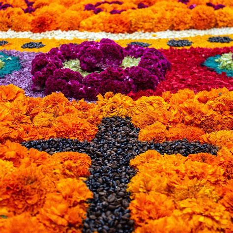 Que Significa Flor De Muertos Cempasúchil Significado De La Flor De