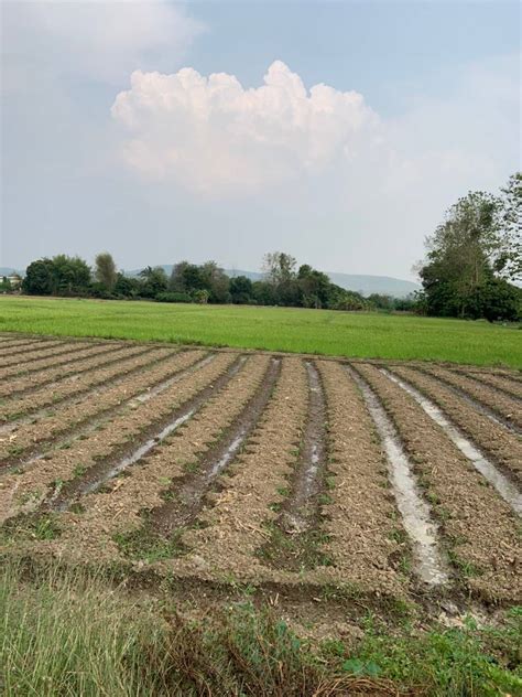 ขายที่ดิน สวยเห็นภูเขาเเละเเม่น้ำเเม่ปิง มีลำธารเล็ก อำเภอแม่แตง จังหวัด เชียงใหม่