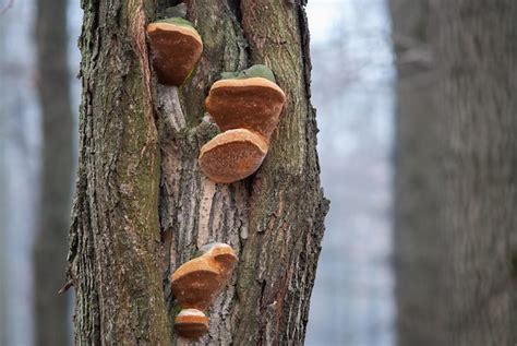 Premium Photo Shelf Fungus Growing On Tree Trunk