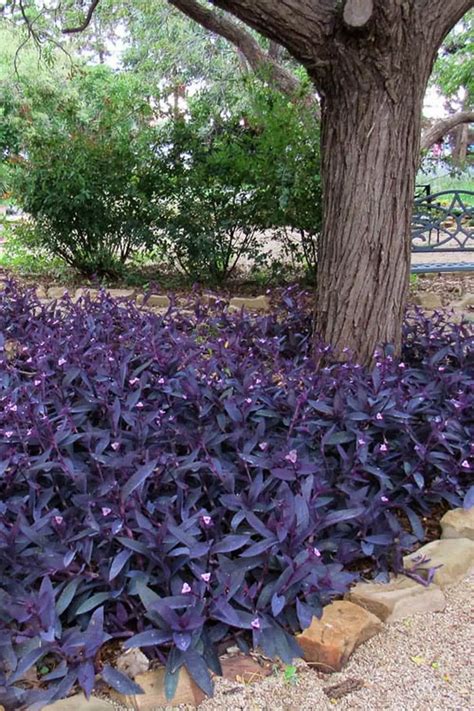 57 Stunning Purple Plants For Outdoor Gardens Purple Plants