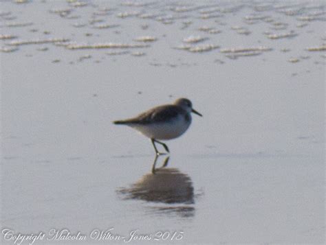 Sanderling Project Noah
