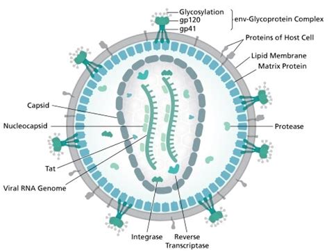 Hiv Clinical Features Management Teachmeobgyn