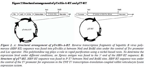 Active Recombinant Reverse Transcriptase Domain Of Human Hepatitis B Virus Polymerase