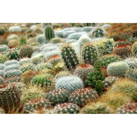 50pcs Assorted Cactus Seeds Mix Cactus Seeds Shopee Philippines