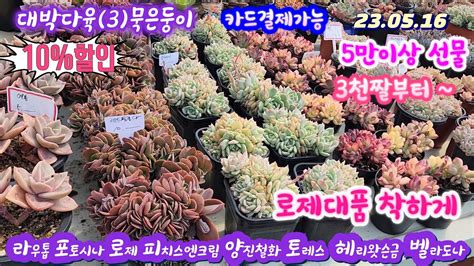 대박다육3묵둥이10할인선물3천짤부터묵어져서 넘이쁜아가들라우톱포토시나로제피치스앤크림양진철화토레스헤리왓슨금