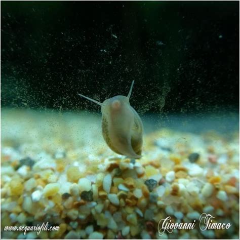 Physa Marmorata Acquariofili