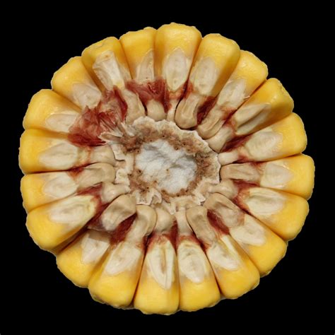 2023 Corn Inbred Lines Release Co484 Agriculturecanadaca