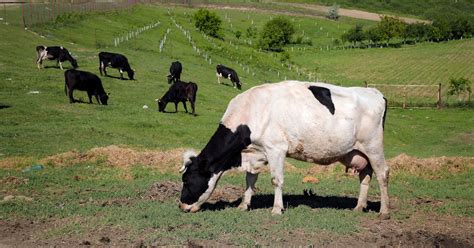 El Supremo Apoya A Los Ganaderos Frente A La Industria Y Sentencia Que