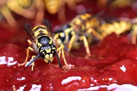 Safely Remove Wasp Nests From Your Garden Today Plant Grower World