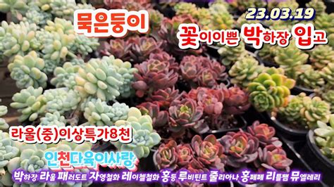 인천다육이사랑4묵은둥이꽃이이쁜 박하장자영철화라밀라떼리틀쨈뮤엘레리패러도트줄리아나라울특가8천퓨베센스홍페페홍등