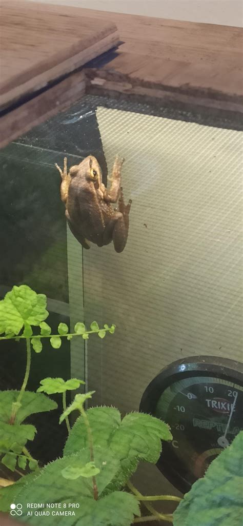 Can Someone Sex My Frog Please Rfrogs