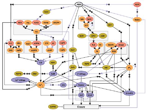 A Boolean Network Model Of Guard Cell Aba Signaling As Presented In