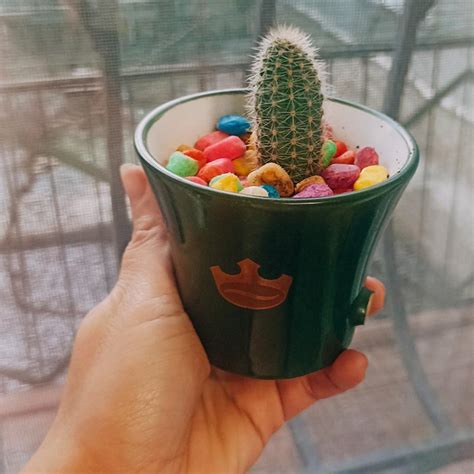 Кактусы красивые с декором — ціна 60 грн у каталозі Кімнатні рослини Купити товари для дачі та