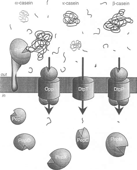 The Proteolytic Pathway Of Lactococcus Lactis Download Scientific Diagram