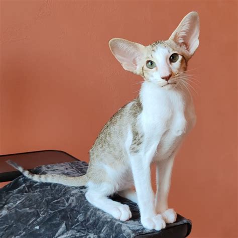 Purchase Oriental Kittens Cats From Usa Breeders