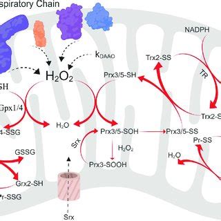 Schematic Representation Of The H O Reaction Network In The Download Scientific Diagram