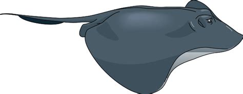 Batoidea Figure Science Figures