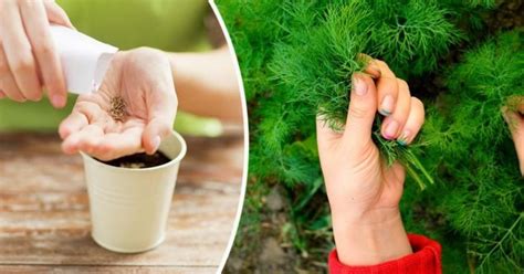 დავამუშაოთ კამის თესლი დარგვამდე