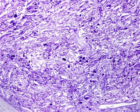 Posterior Pituitary Gland Light Micrograph Stock Image C0540266
