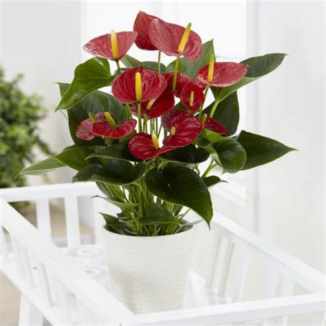 Planta De Interior Anturio Rojo Maceta Blanca Venta Planta De