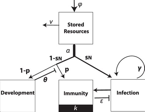 Graphical Representation Of The Compartmental Model Governing Resource