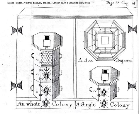 Types Of Bees Bee Hive Visual