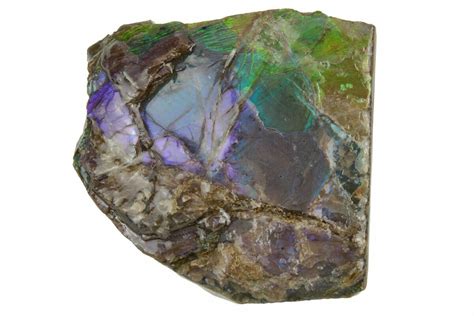 99 Iridescent Ammolite Fossil Ammonite Shell Blues And Purples