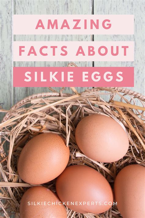 A Complete Guide To Silkie Chicken Eggs Artofit
