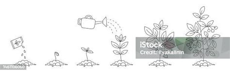 식물 성장 단계 묘목 개발 단계 파종 씨앗 벡터 등고선입니다 편집 가능한 획 물뿌리개에 대한 스톡 벡터 아트 및 기타 이미지 물뿌리개 성장 개념 식물 Istock