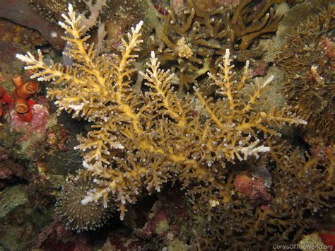 Acropora Reef Aquarium